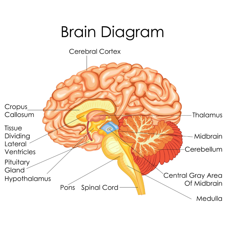 Benign vs Malignant Brain Tumours: UK Patient Guide