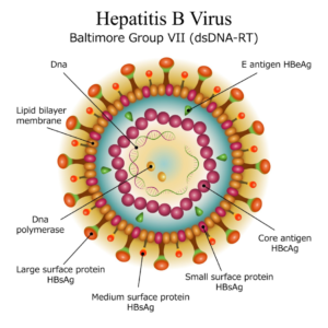 Hepatitis B: Symptoms, Risks and Clinical Guidance