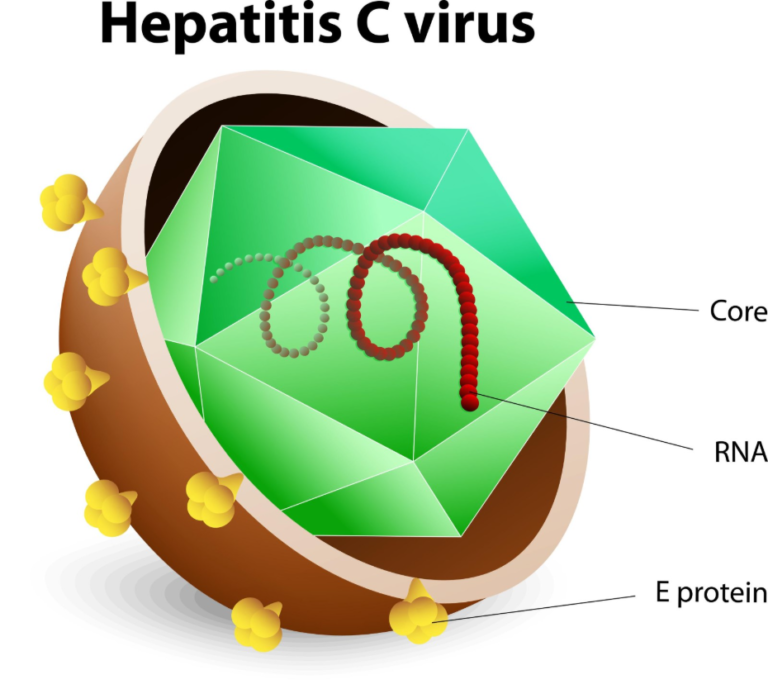Hepatitis C: Understanding the Virus and Key Differences
