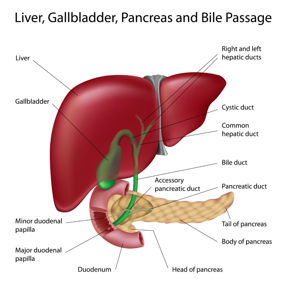 Signs of Worsening Cirrhosis or Liver Cancer
